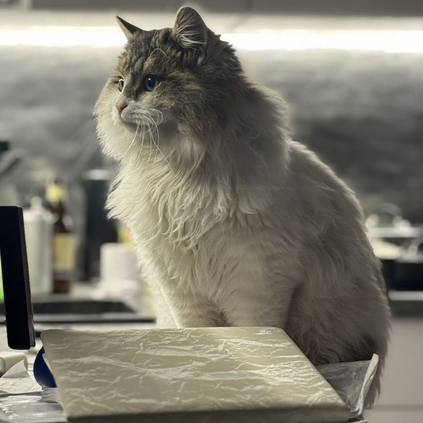 Сибирский кот, взрослый