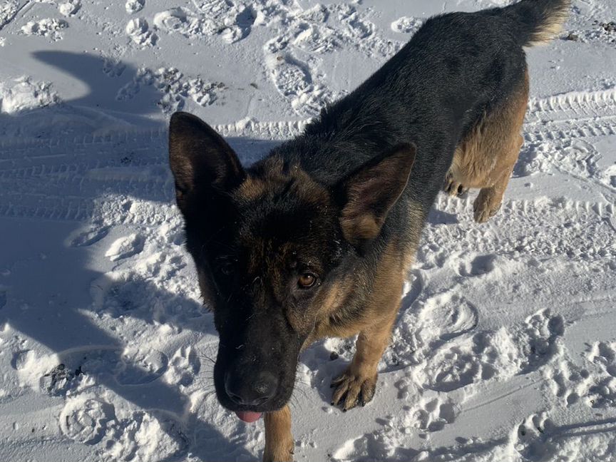 Найдена Немецкая овчарка