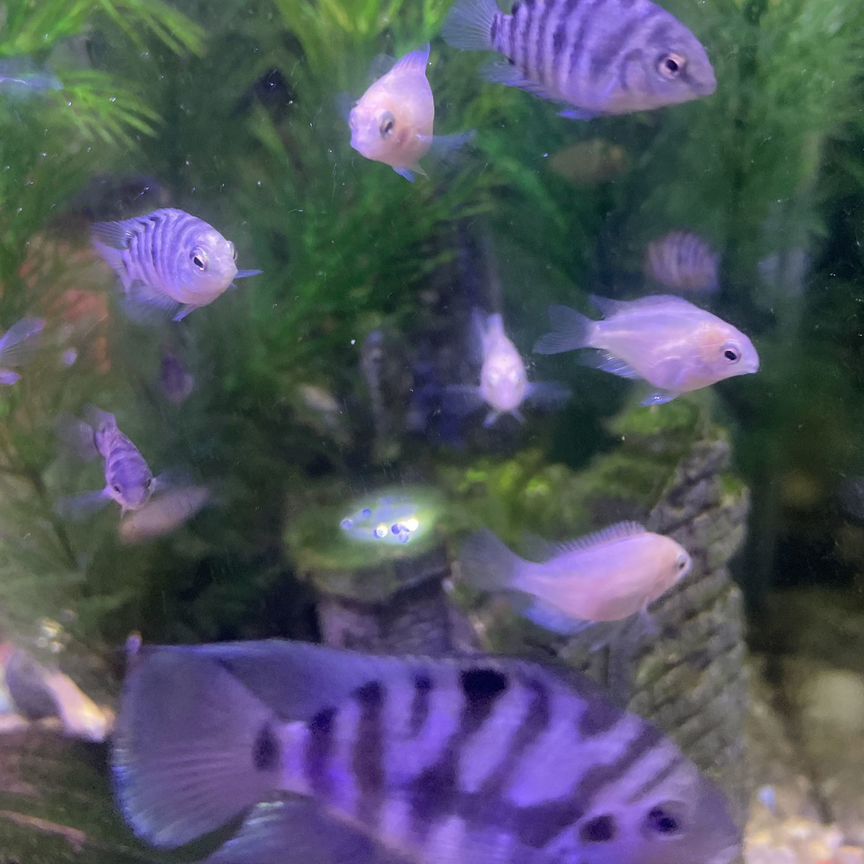 Аквариумные рыбки цихлиды Спб
