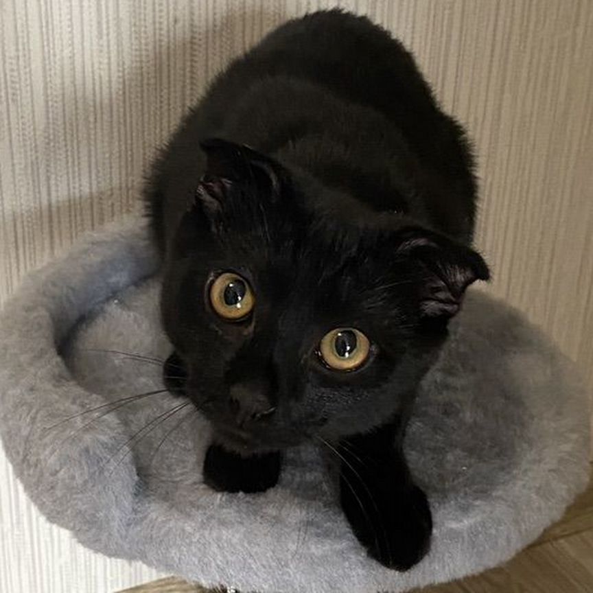 Вислоухий котик