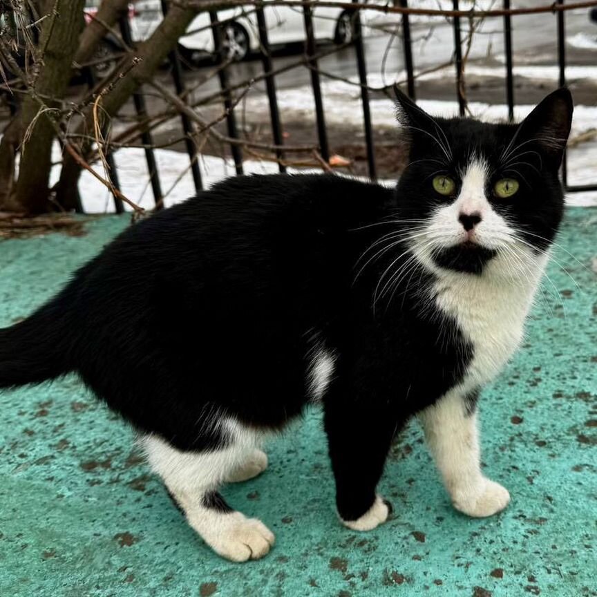 Молодая кошечка sos