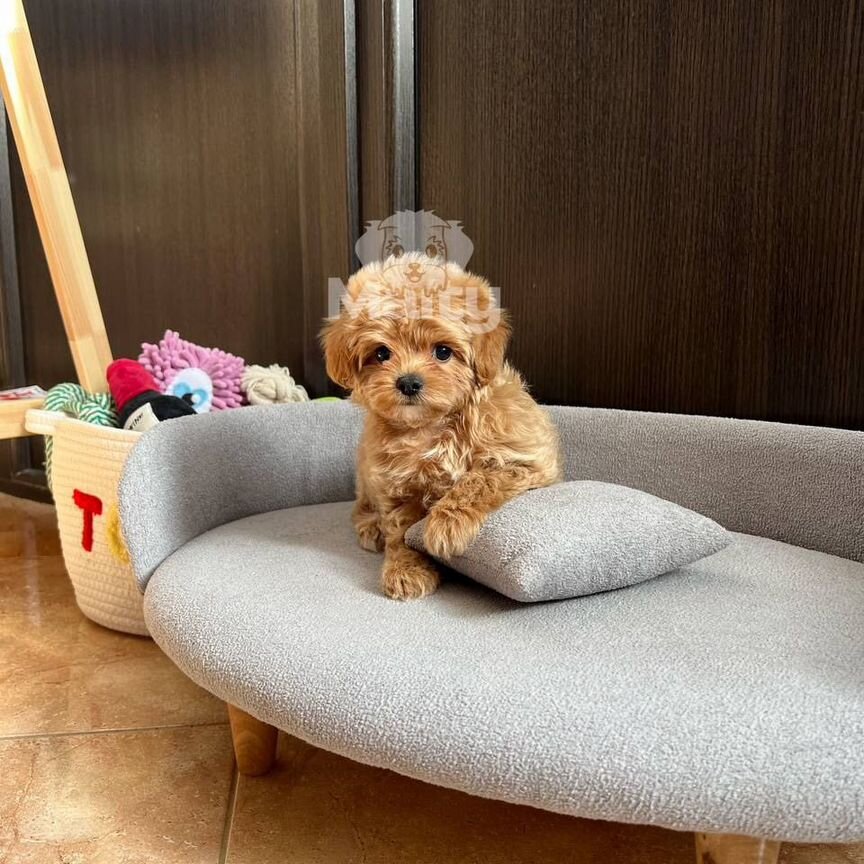 Мальтипу F1 девочка