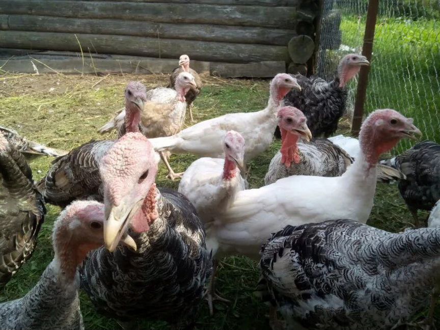 Индюки и индюшки домашние