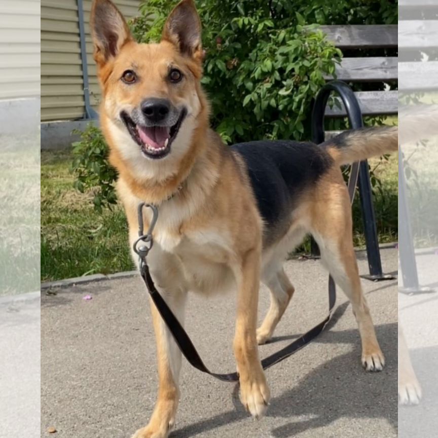 Взрослая собака в добрые руки