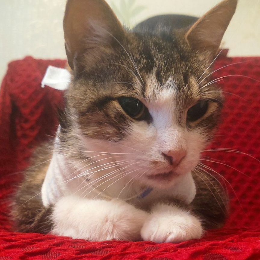 Кошки в добрые руки бесплатно