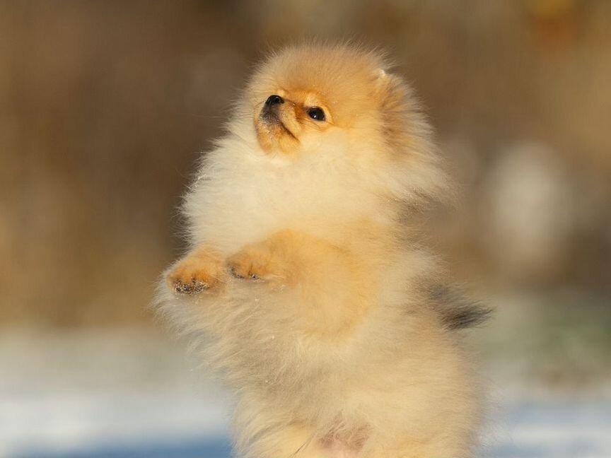 Померанский шпиц