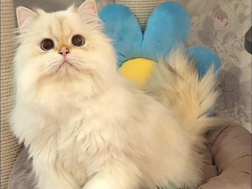 Шотландский принц Боня