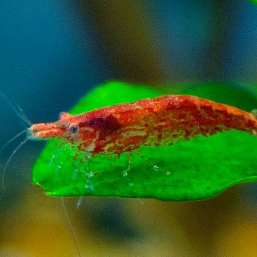 Креветка вишня