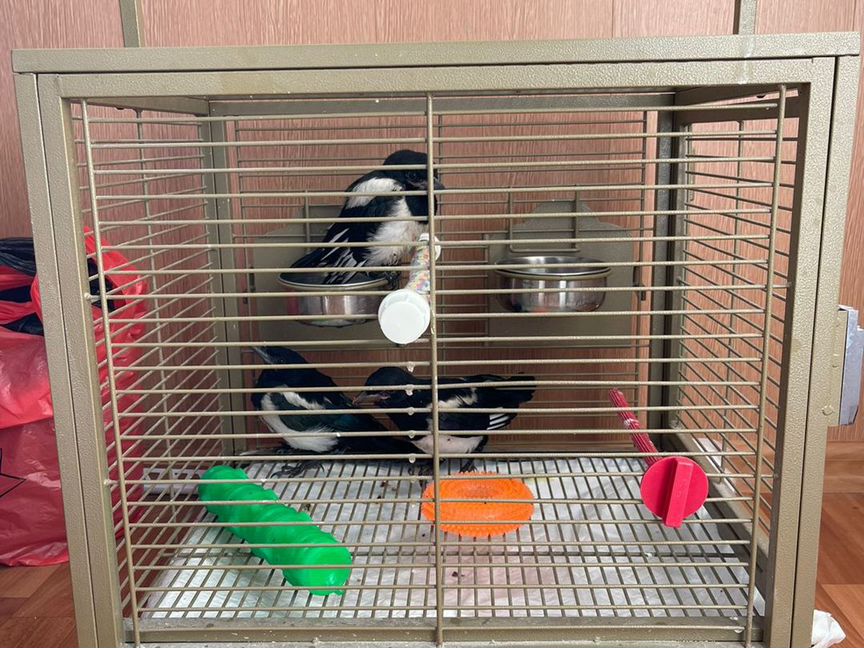 Птенцы сороки