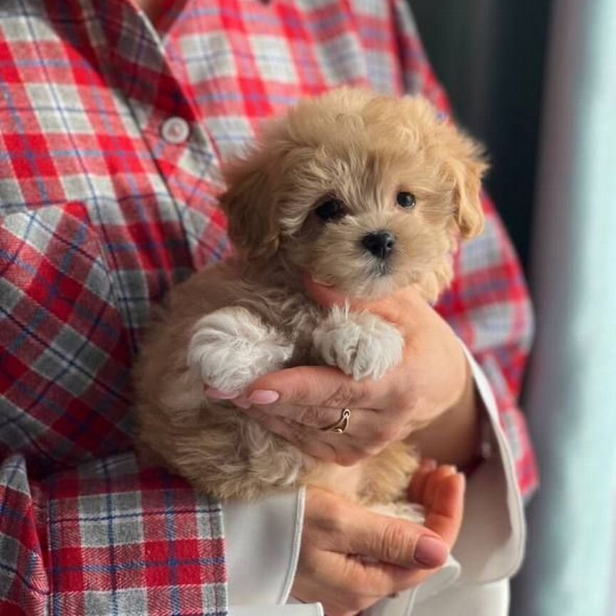 Мальтипу, щенок