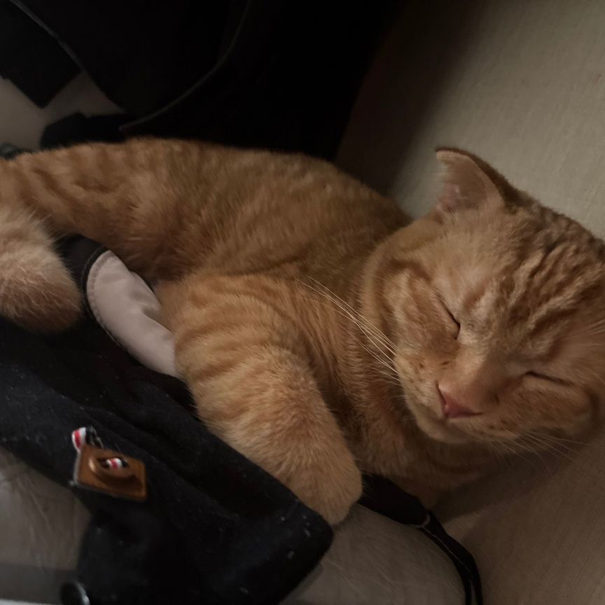 Вислоухий кот