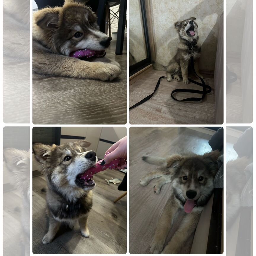 Щенок в добрые руки