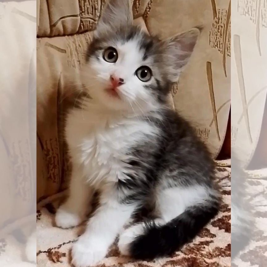 Котёнок метис сибирский