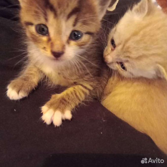 Котята из леса. помогите найти им дом
