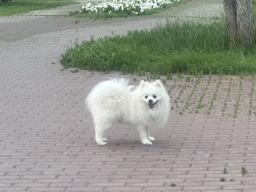 Немецкий шпиц