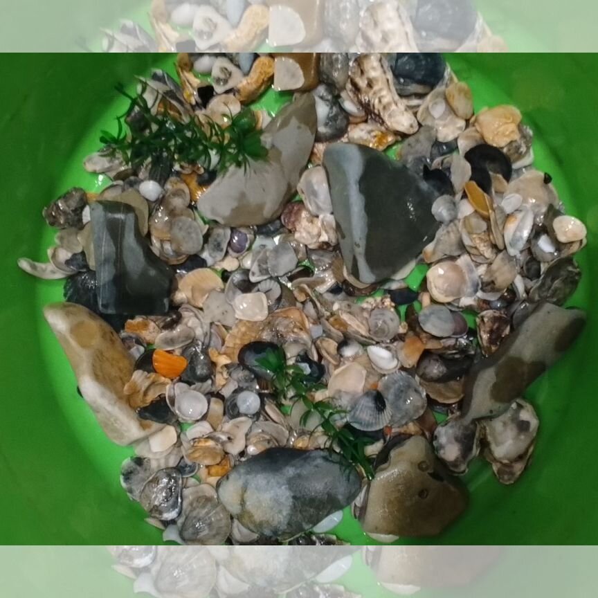 Ракушки морские в аквариум