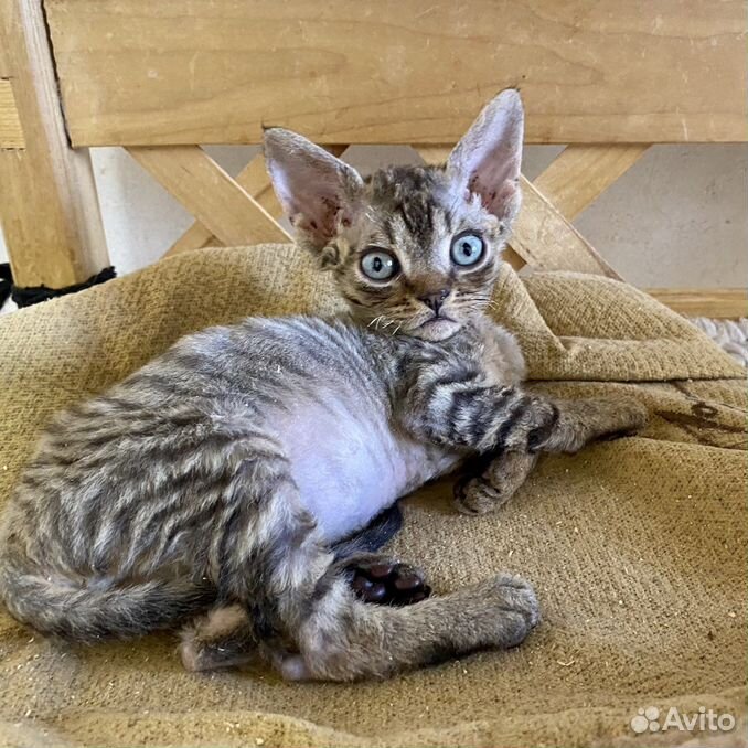 Девон-рекс тигровый Милаш