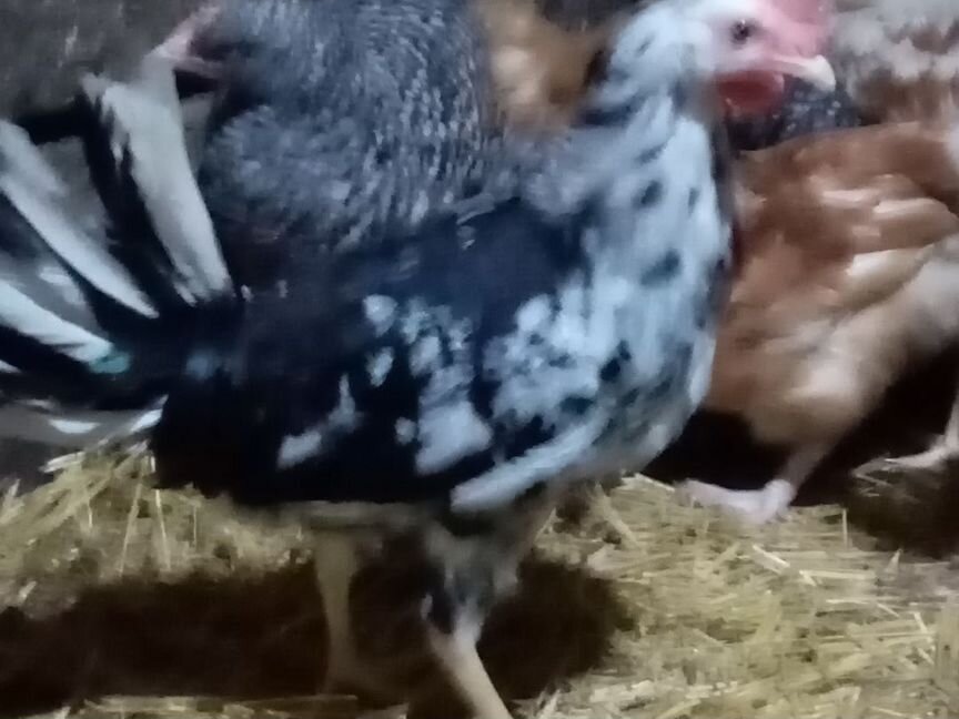 Петухи