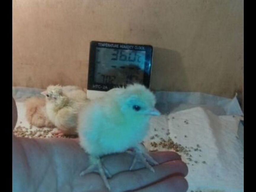 Цыплята бентамка