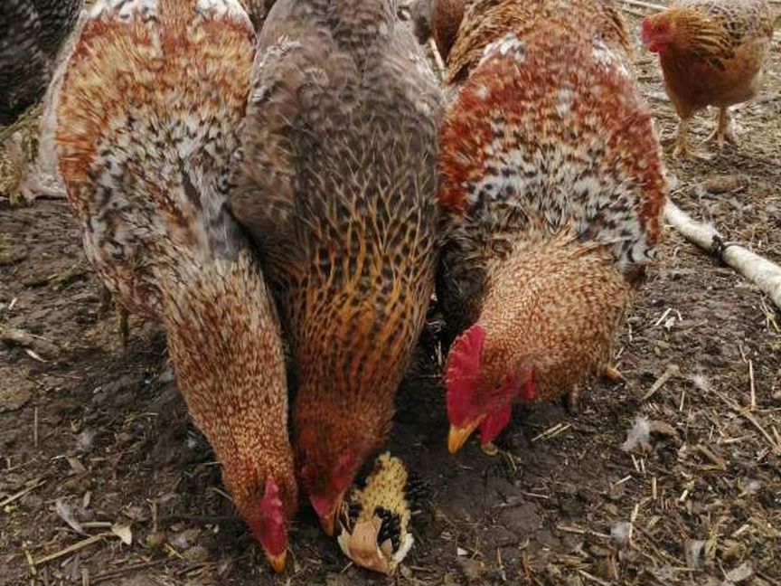 Билефельдер семья