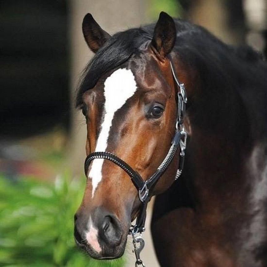 Недоуздок для лошади, cob, full