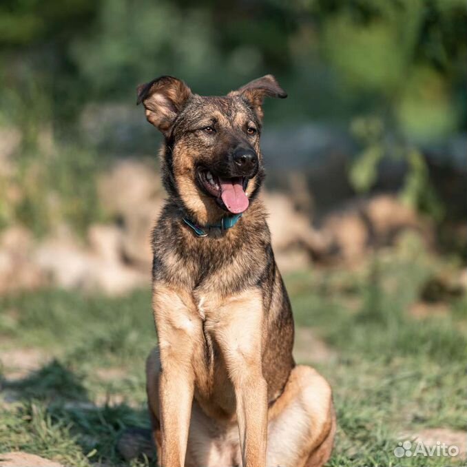 Луиза в добрые руки