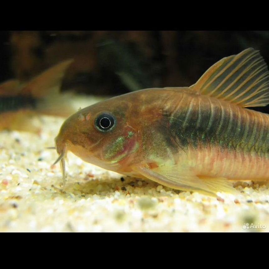 Сомик Коридорас