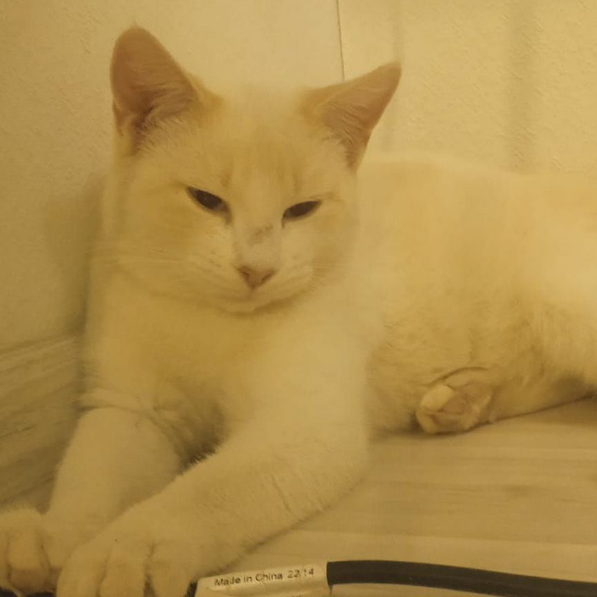 Красивый котенок ищет семью