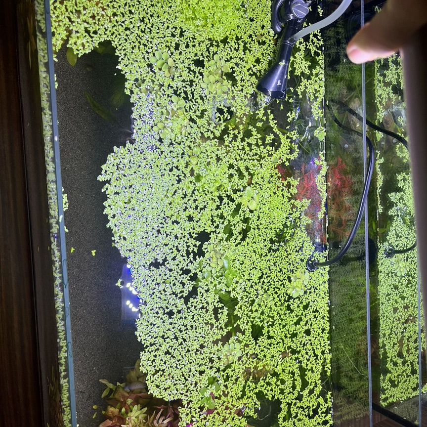 Ряска для аквариума