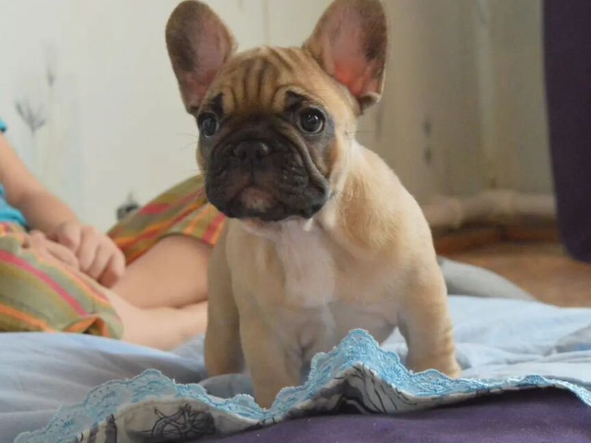 Французский бульдог