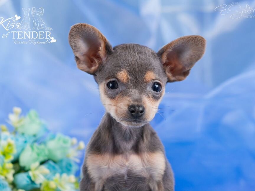 Голубо-подпалый гладкошерстный кобель