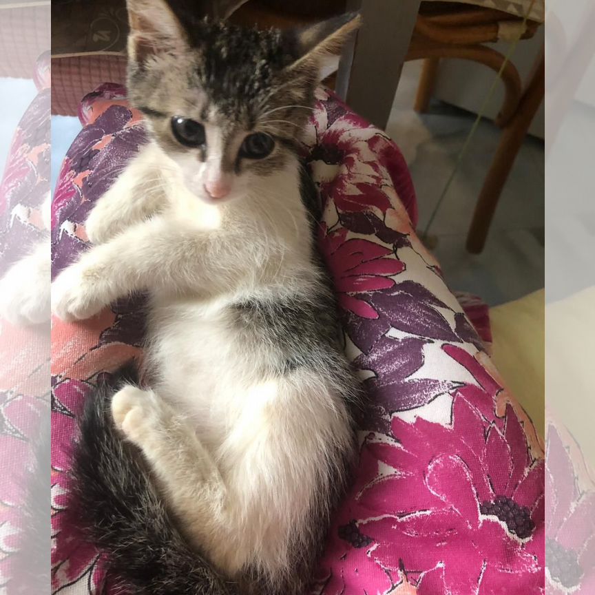 Котёнок в добрые руки