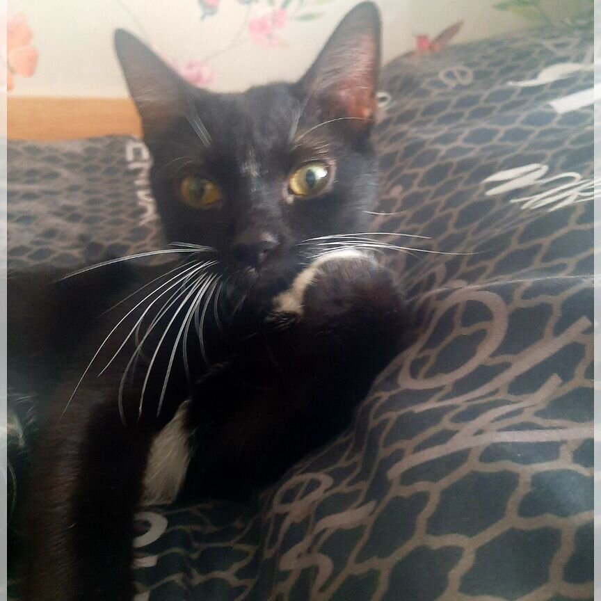 Кошечка ищет дом