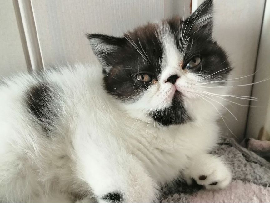 Кошечка экзот