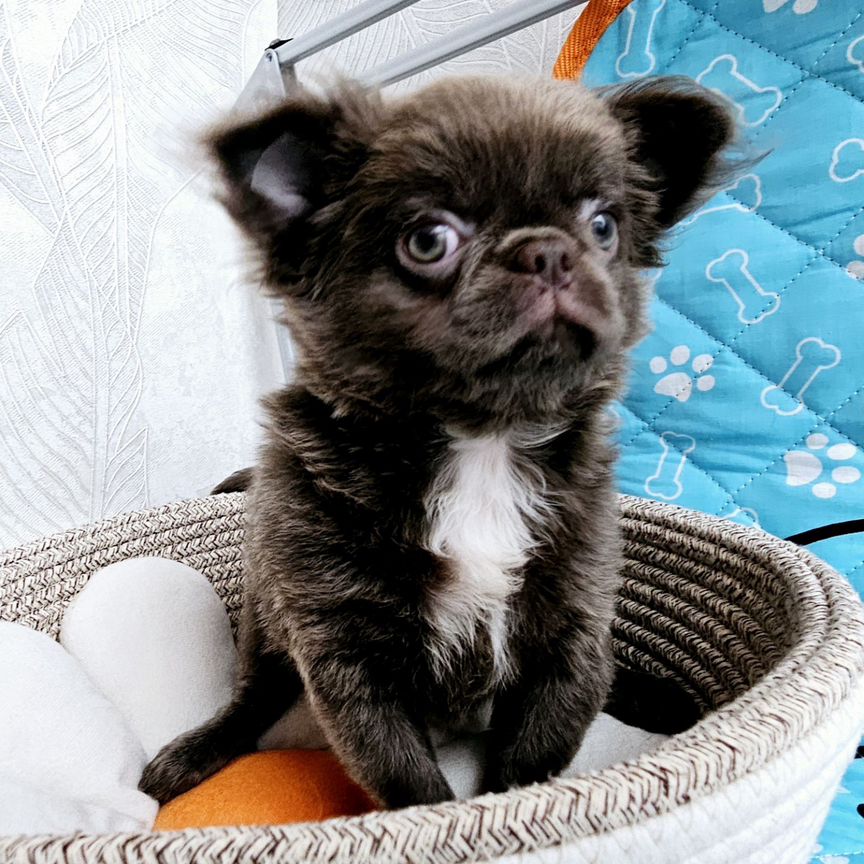 Чихуахуа плюшевый мальчик