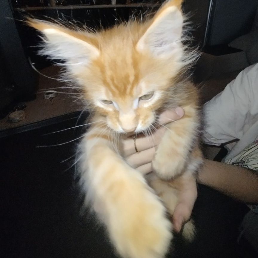 Мейн-кун котёнок