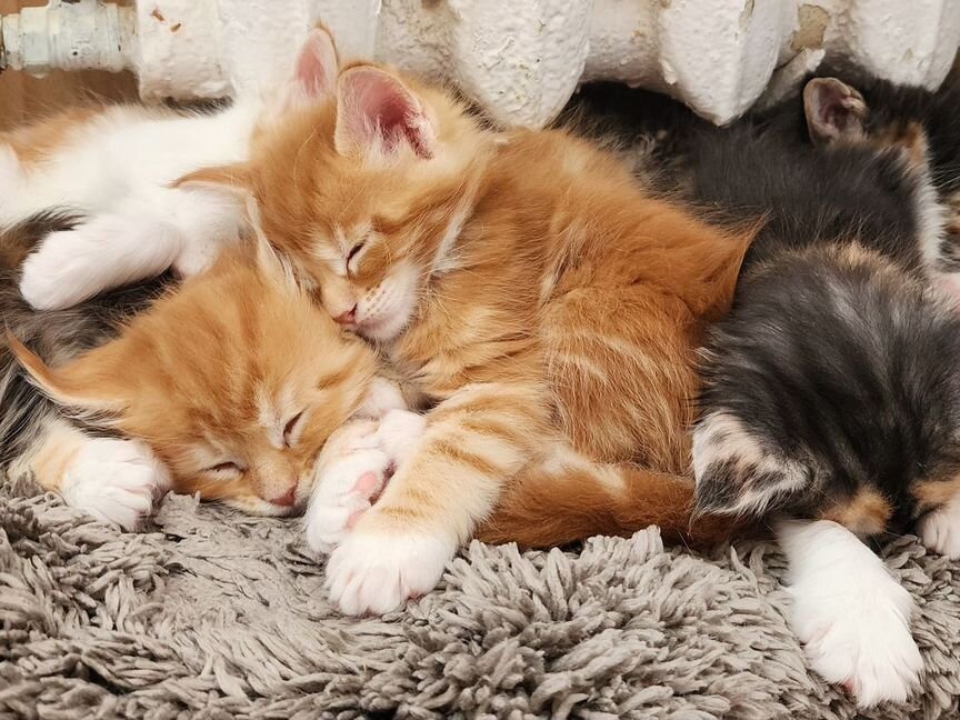 Породистые большие котятки