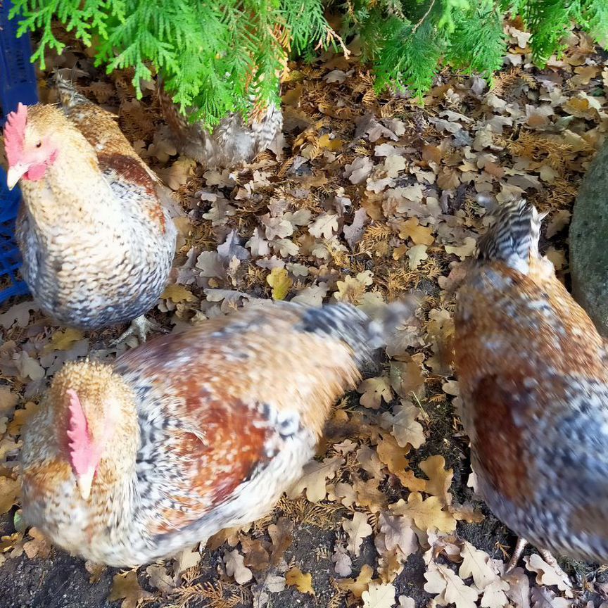 Продам семью кур Билефельдер