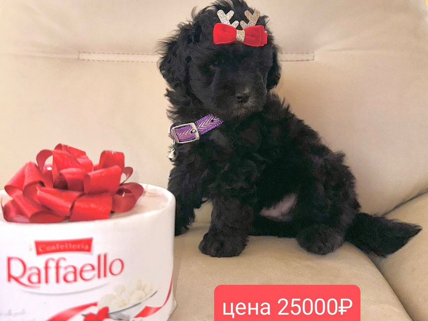 Щеночек мальтипу