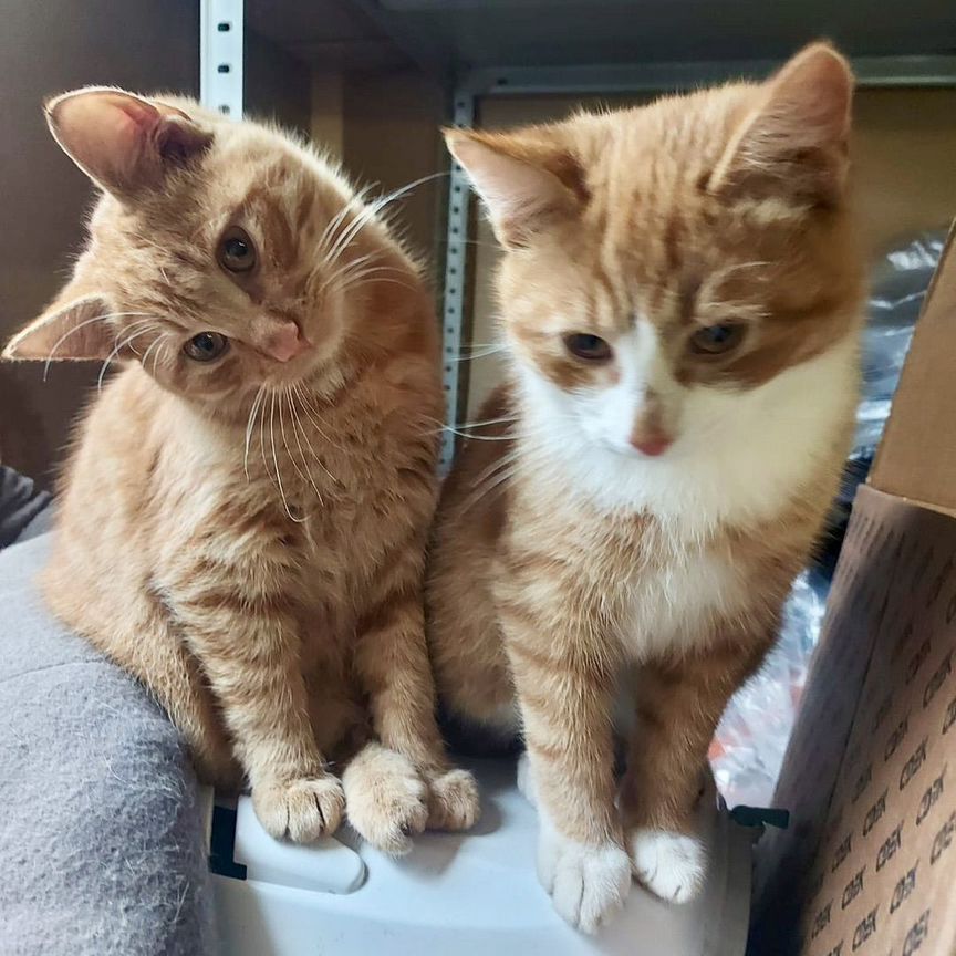 Рыжие котята