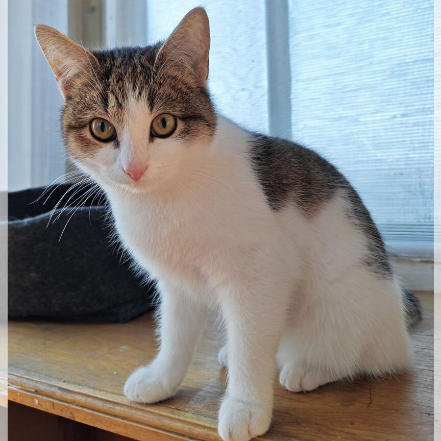 Котёнок в добрые руки