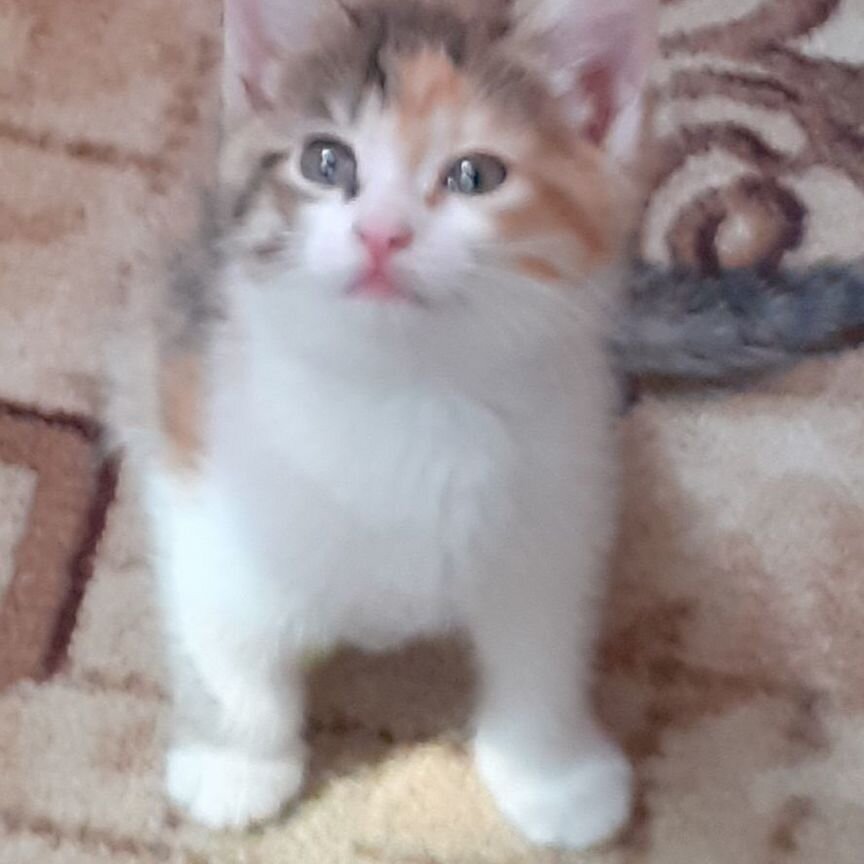 Отдам в добрые руки котят