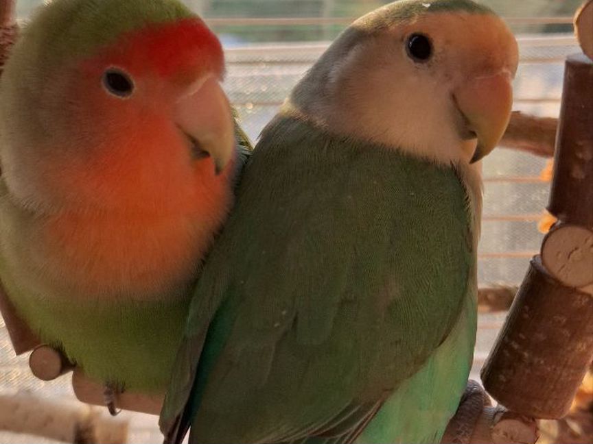 Попугаи неразлучники