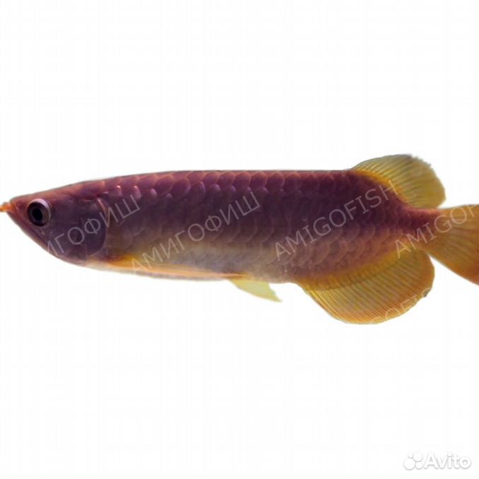 Арована красная (Super Red Arowana)