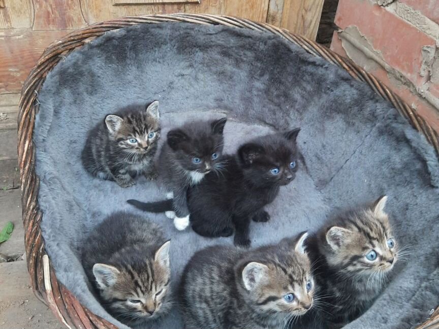 Котята в добрые руки