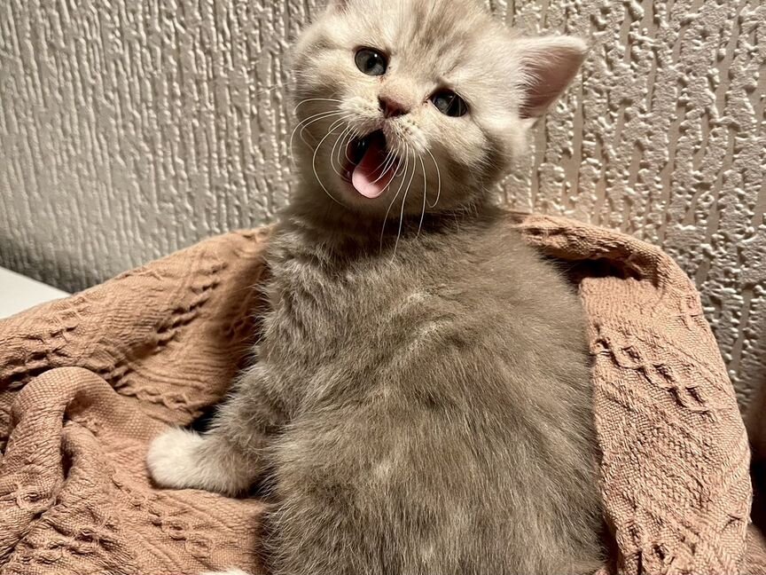 Шотландские котята мальчики