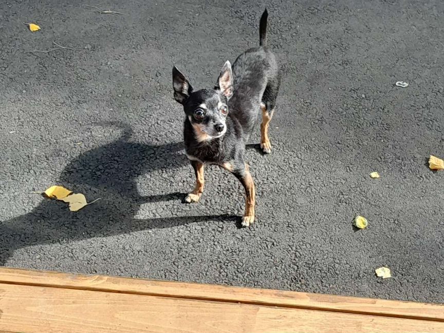 Той-терьер потерялась