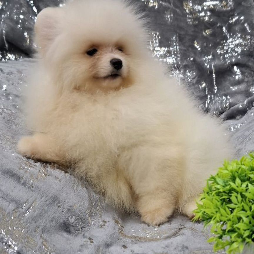 Щенки шпица