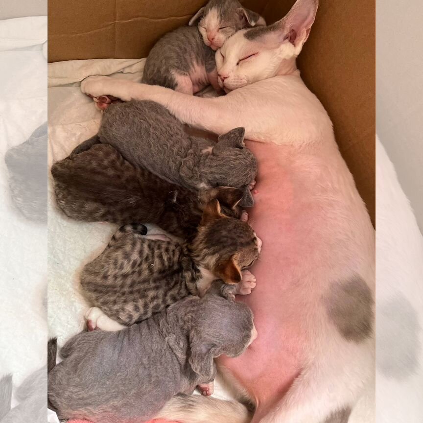 Девон-рекс котёнок