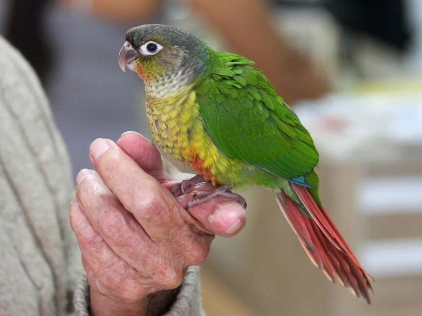 Попугаи пиррура